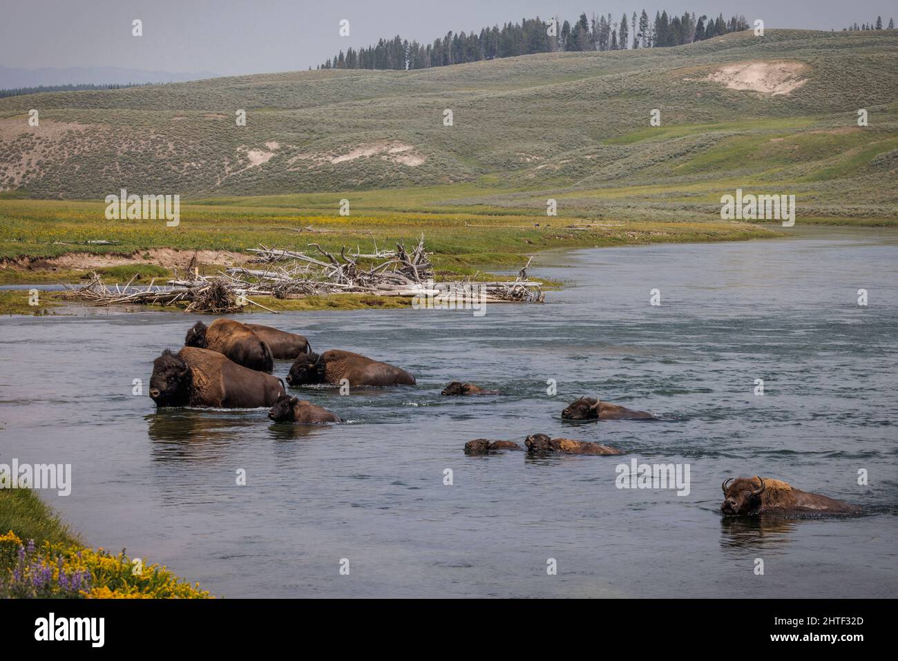 Bison cross the river in Yellowstone River in Yellowstone Park Stock ...