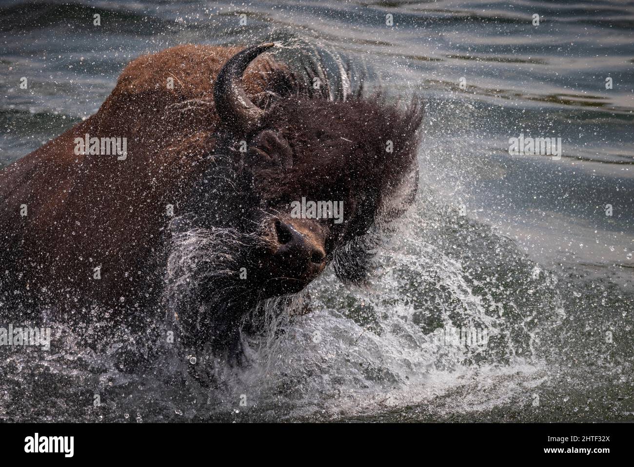 A bison shakes off water after crossing Wyoming's Yellowstone River ...