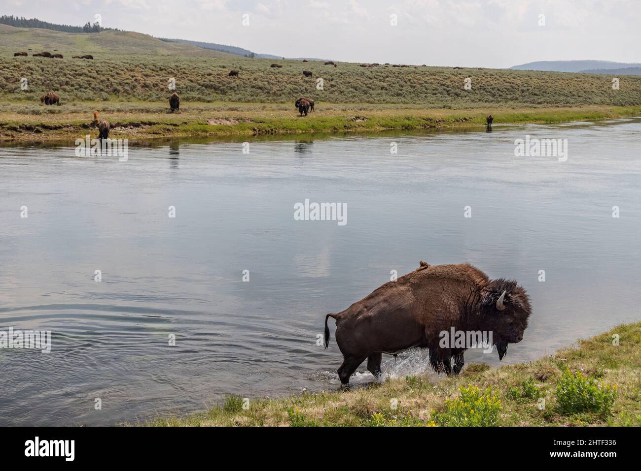 A bison in the Yellowstone River in Yellowstone's Hayden Valley Stock ...