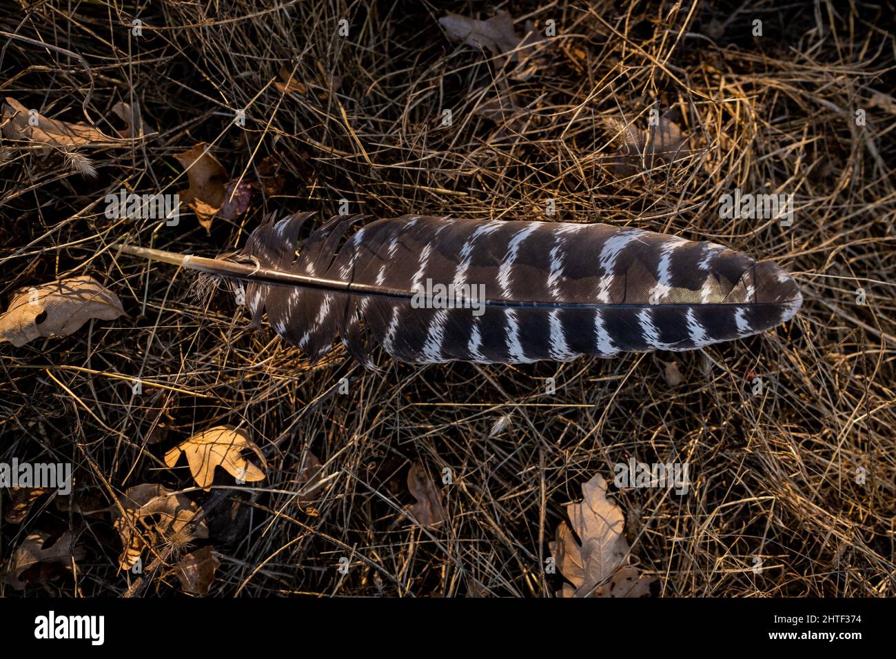Detail of wild Turkey feather lying on pine needles on forest floor ...