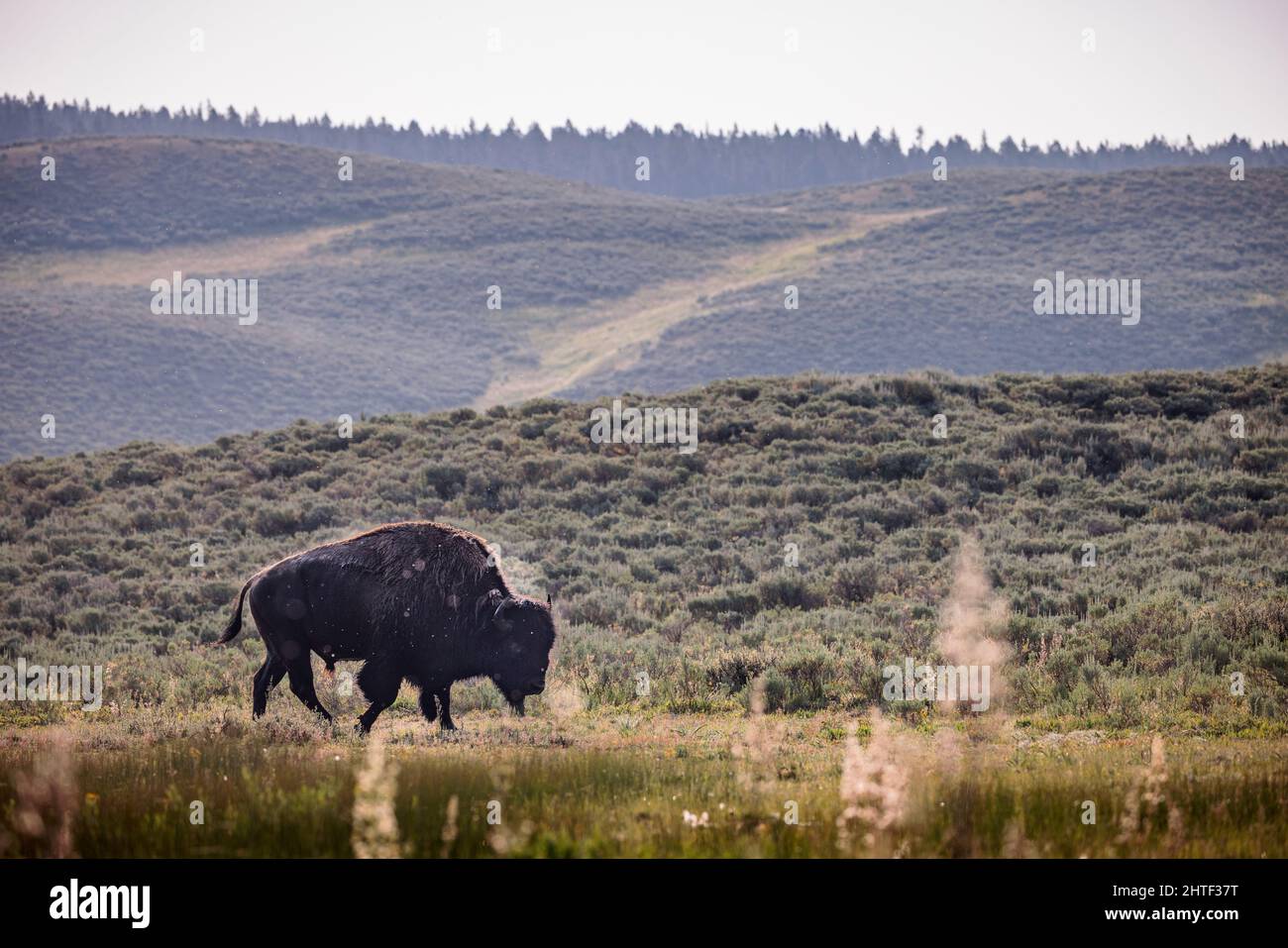 A bison seen in early morning light in Yellowstone National Park Stock ...