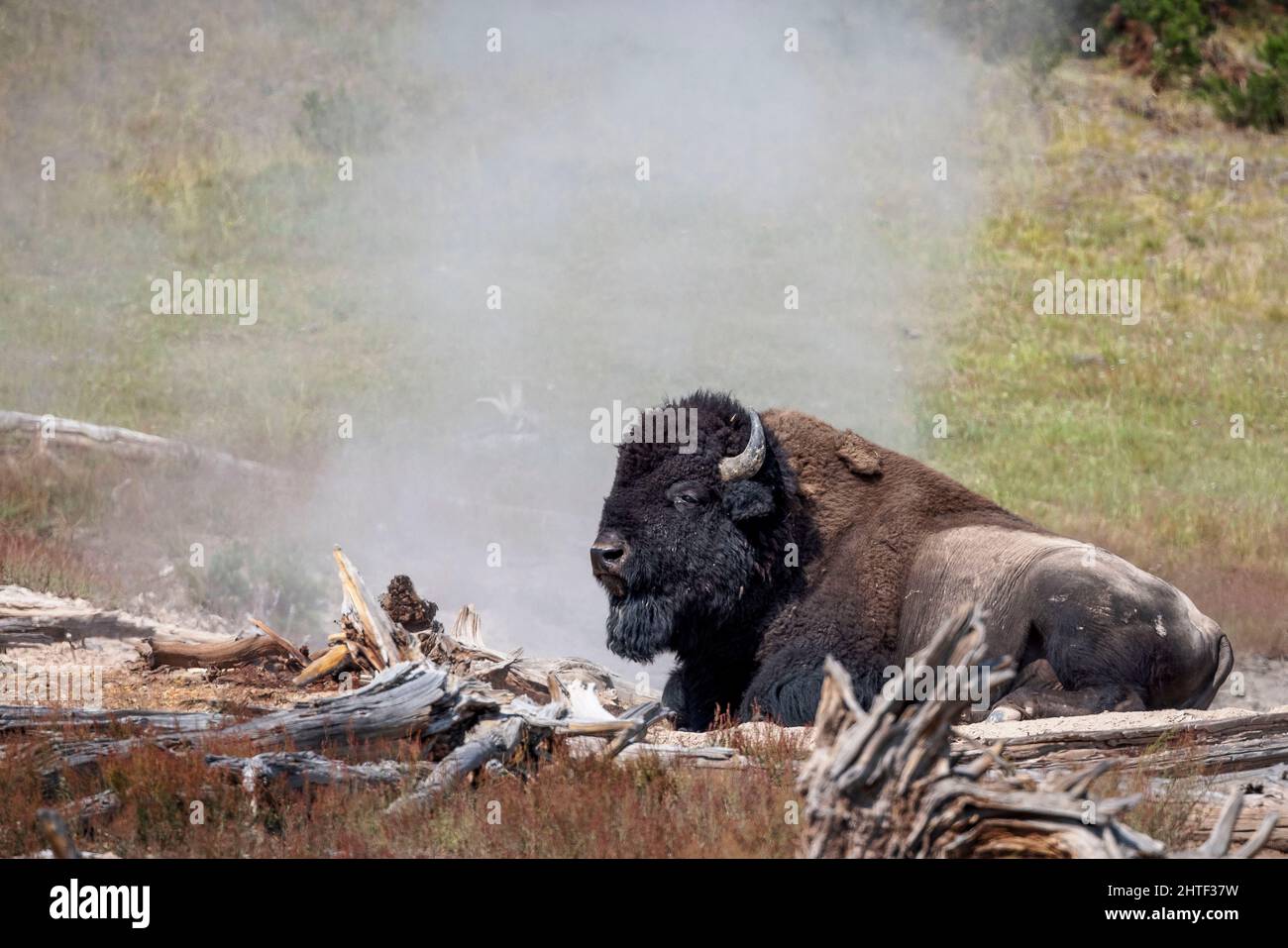 Buffalo in hot springs yellowstone hi-res stock photography and images ...