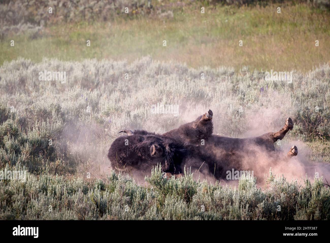 A bison rolls in dirt in Yellowstone's Hayden Valley Stock Photo - Alamy