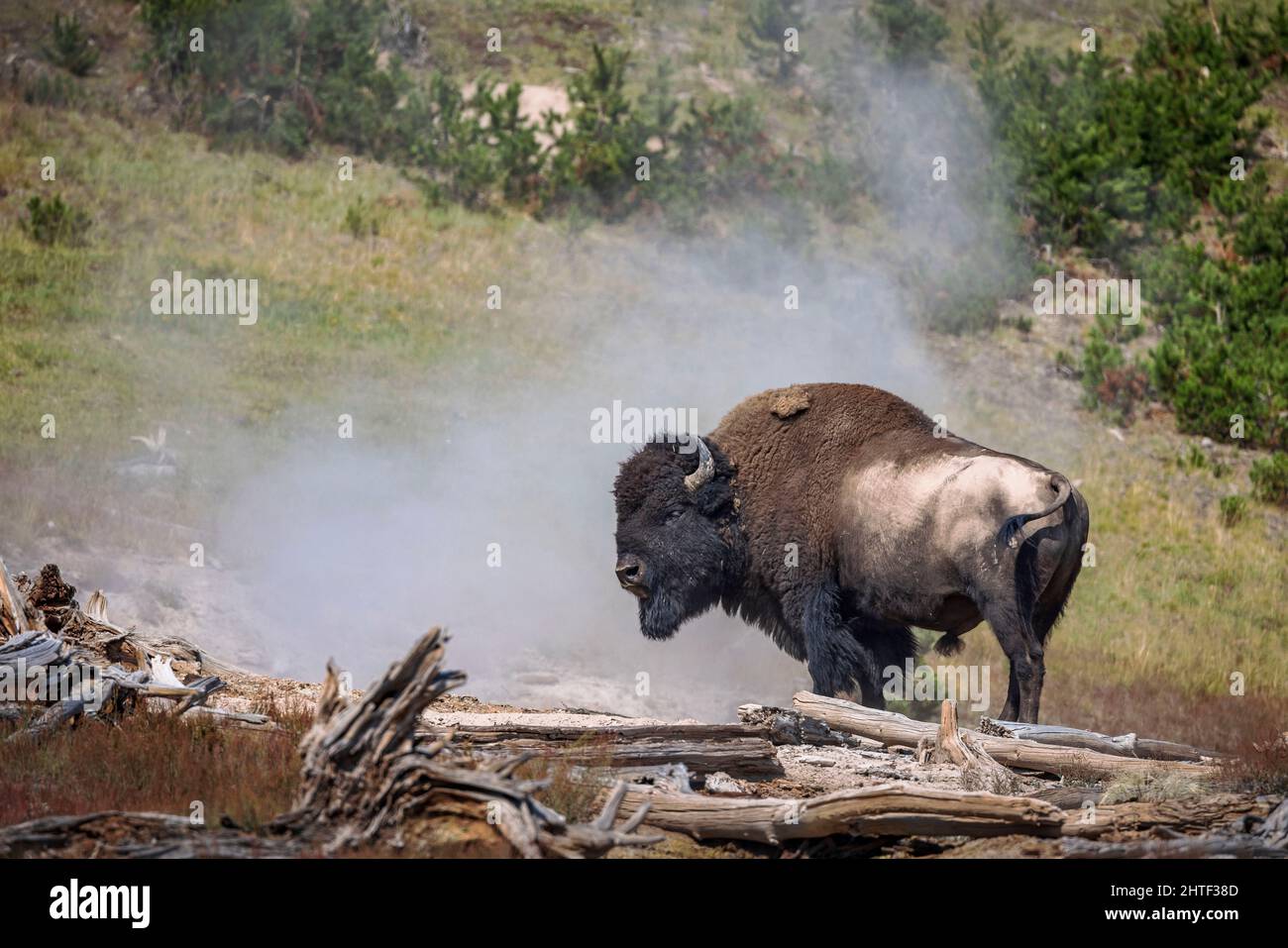 Buffalo in hot springs yellowstone hi-res stock photography and images ...