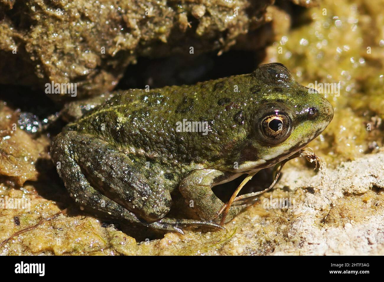 Pelophylax lessonae small green frog hi-res stock photography and ...