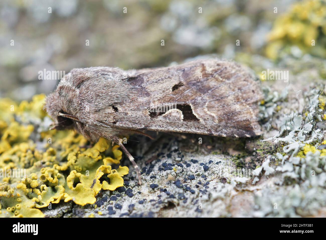 Closeup on the Hebrew Character moth, Orthosia gothica on a pie Stock ...