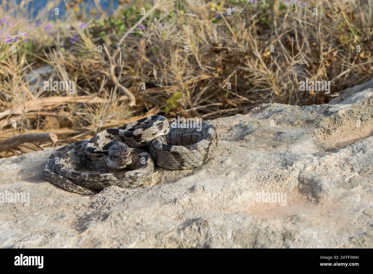 A European Cat Snake, or Soosan Snake, Telescopus fallax, curled up and ...