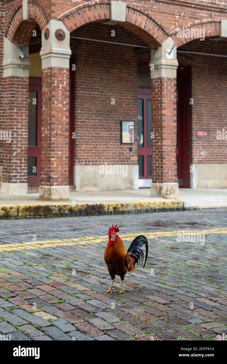 The chickens of Ybor City are protected by a decades-old Tampa ...