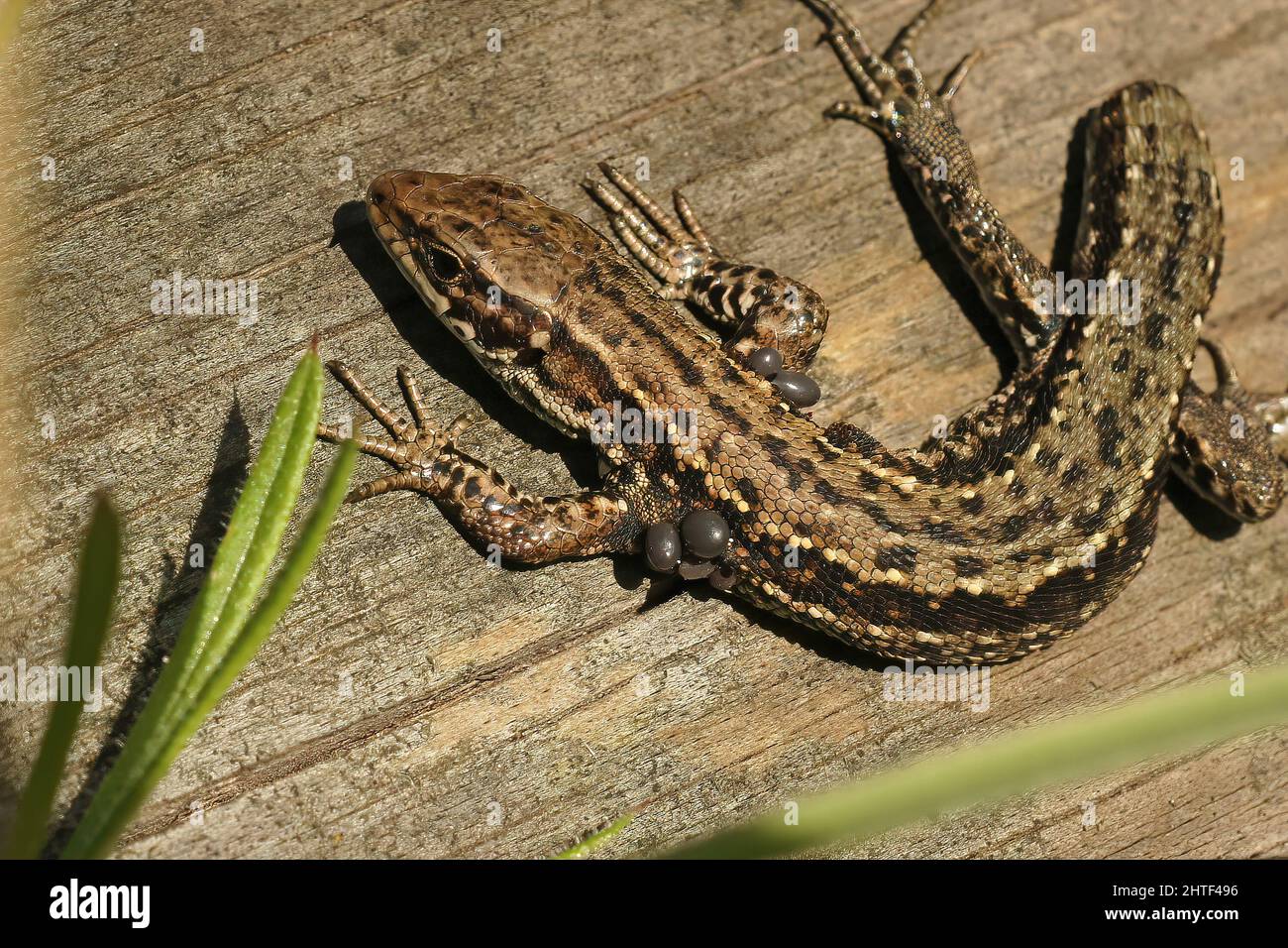 Closeup of a European live bearing lizard, Zootoca vivpare with ...