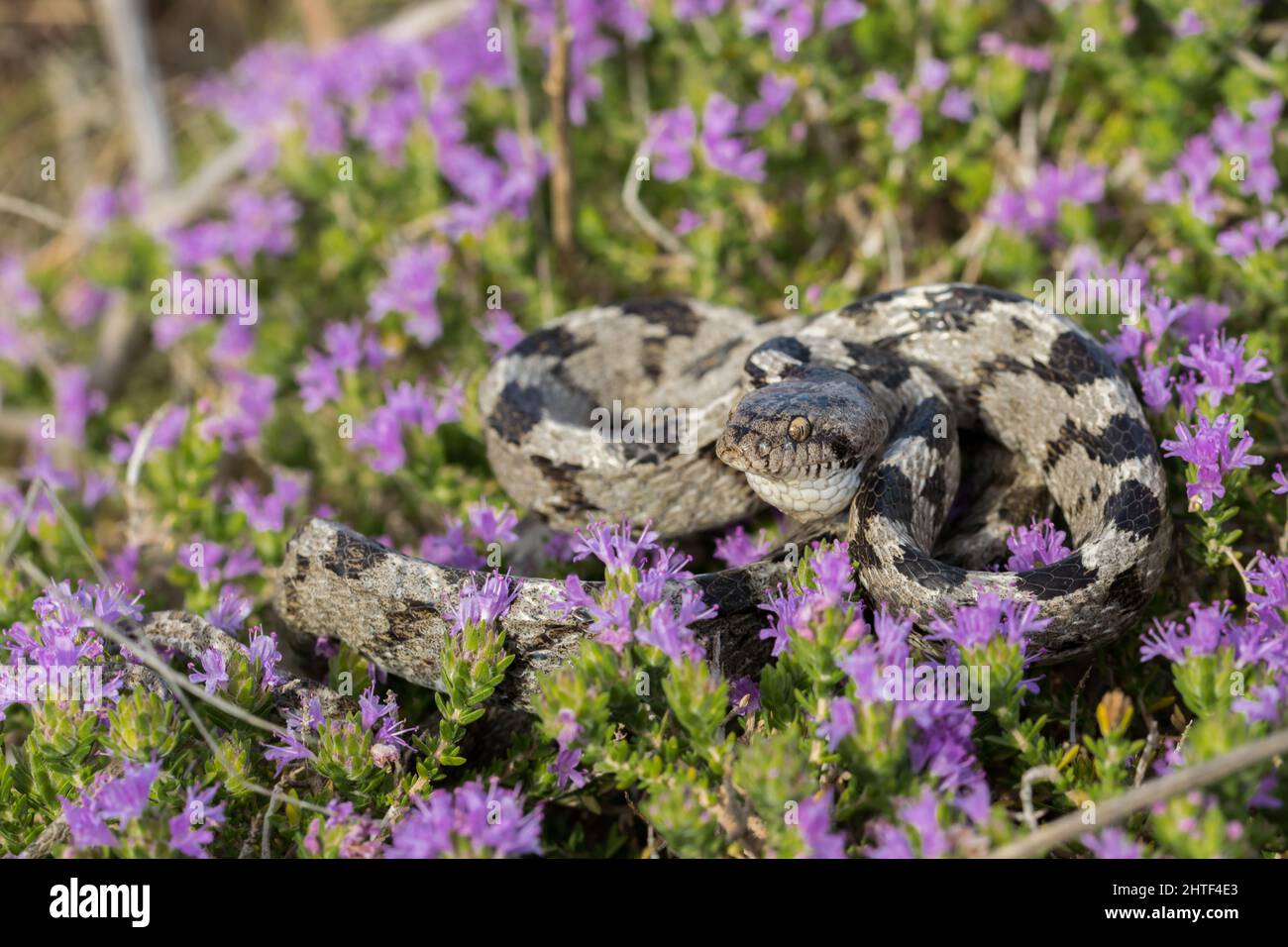A European Cat Snake, or Soosan Snake, Telescopus fallax, curled up on ...