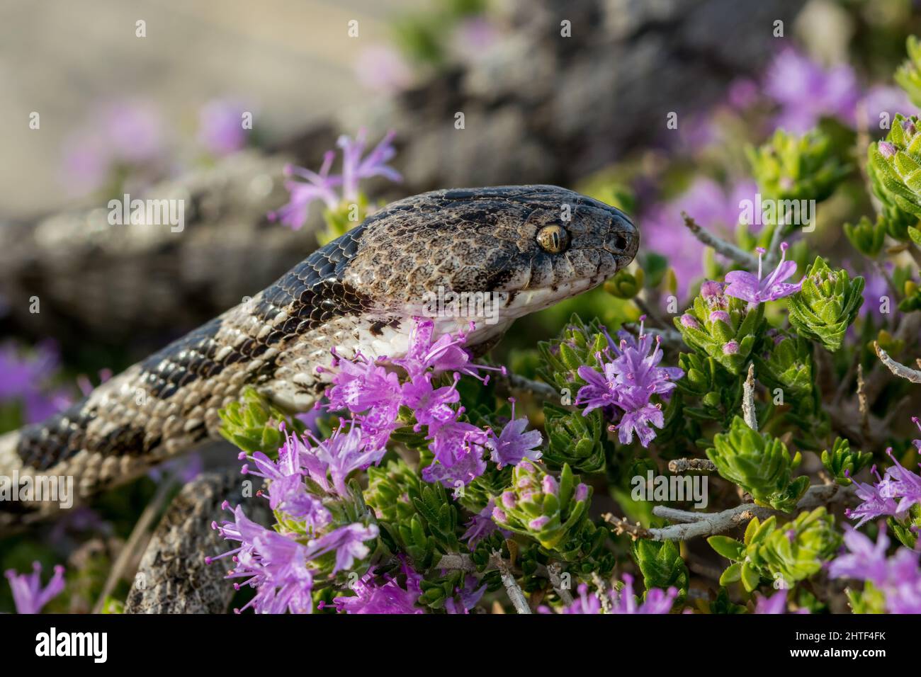 Close-up of European Cat Snake, or Soosan Snake, Telescopus fallax, on ...