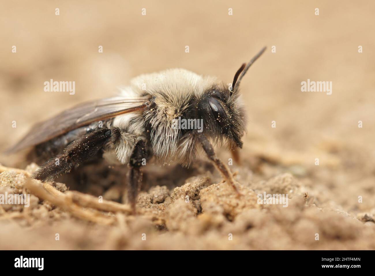 Closeup of a female Grey mining bee , Andrena vaga, sitting Stock Photo ...