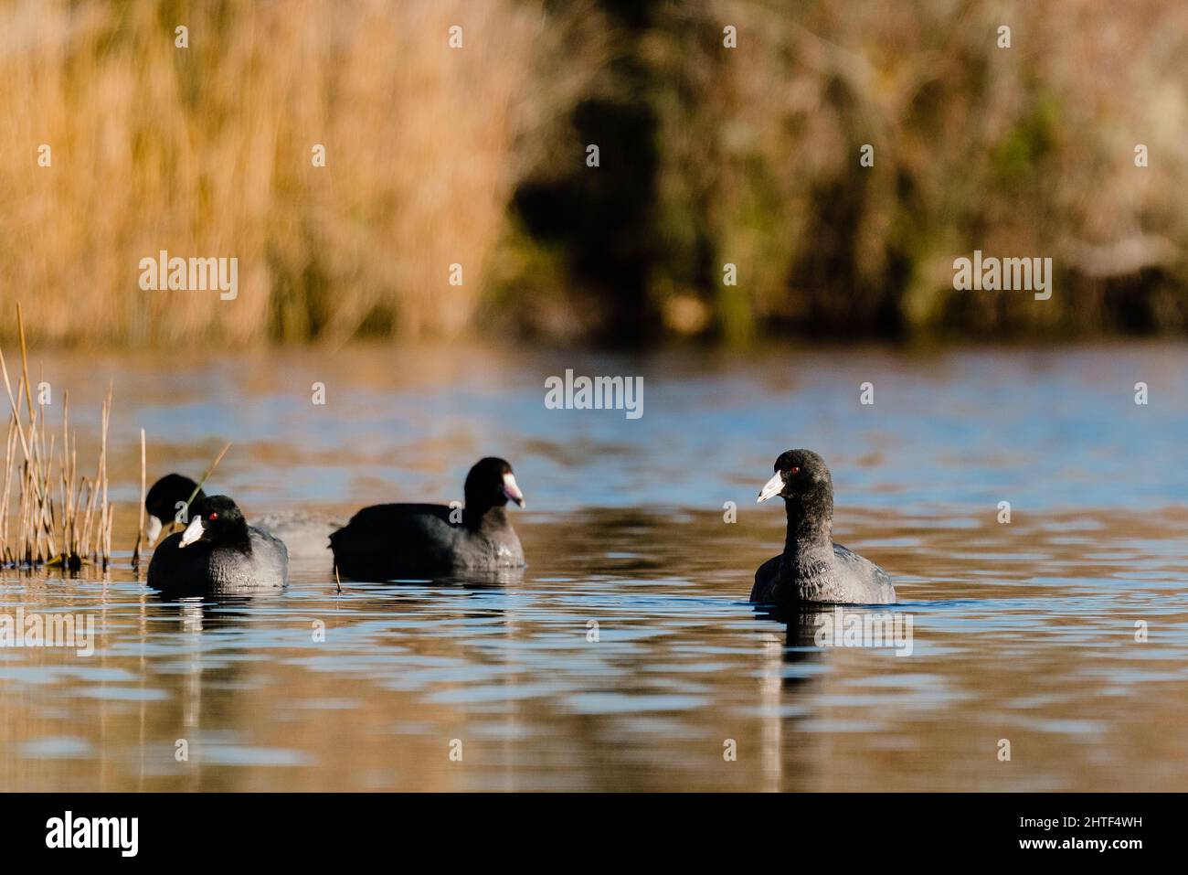 American coot family hi-res stock photography and images - Alamy
