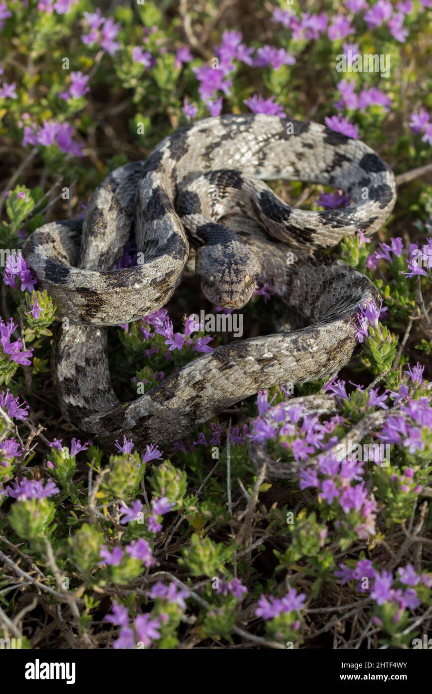 A European Cat Snake, or Soosan Snake, Telescopus fallax, curled up on ...