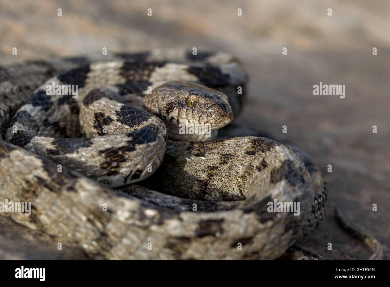 A European Cat Snake, or Soosan Snake, Telescopus fallax, curled up and ...