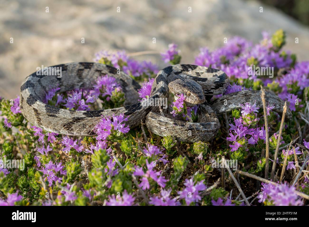 A European Cat Snake, or Soosan Snake, Telescopus fallax, curled up on ...