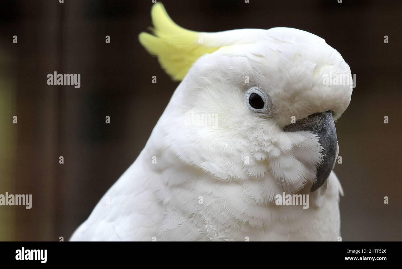 The eye a cockatoo hi-res stock photography and images - Alamy
