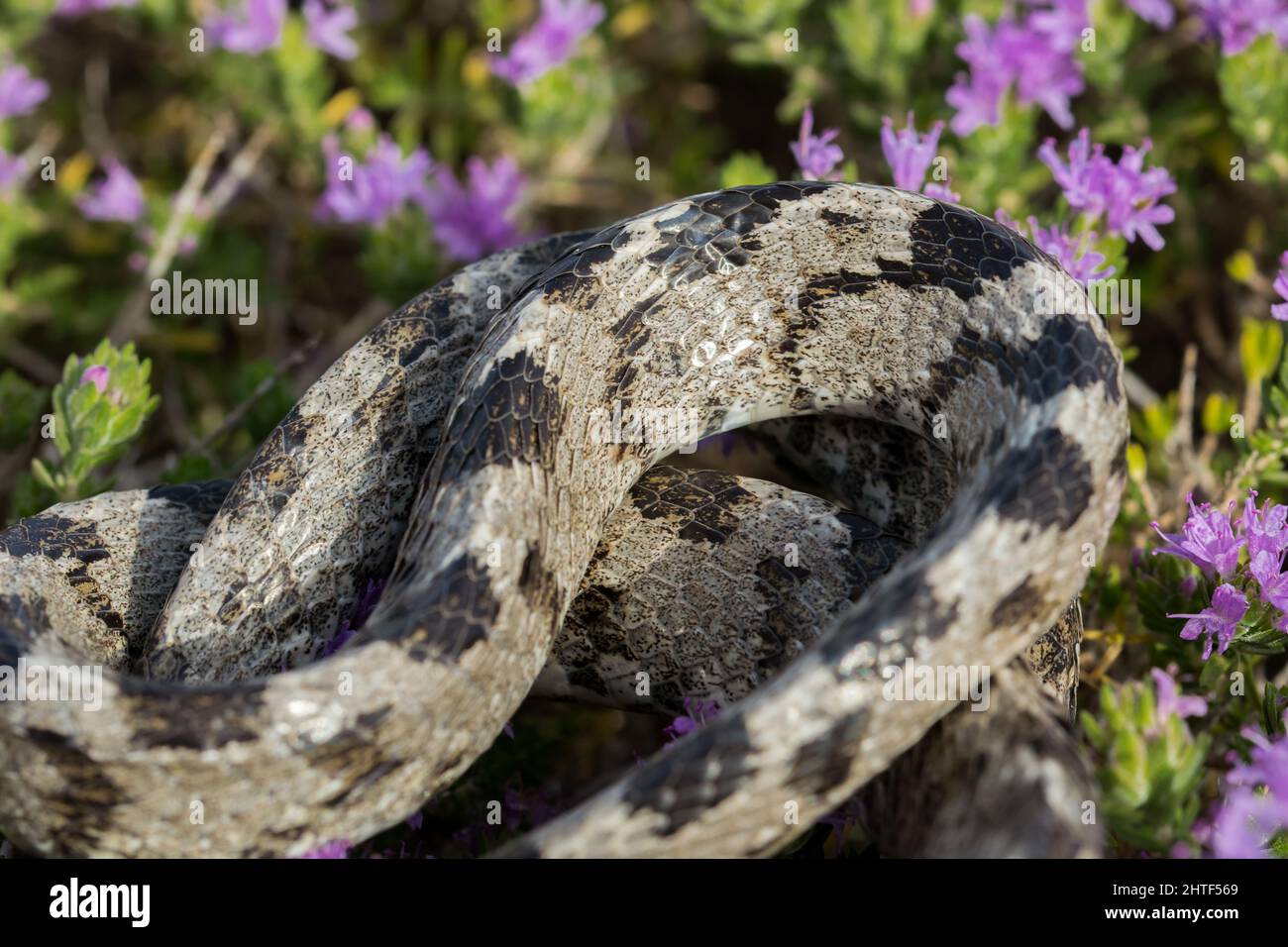 Detail of European Cat Snake, or Soosan Snake, Telescopus fallax, on ...