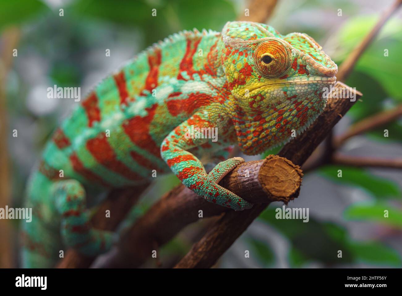 Asian chameleon hi-res stock photography and images - Alamy