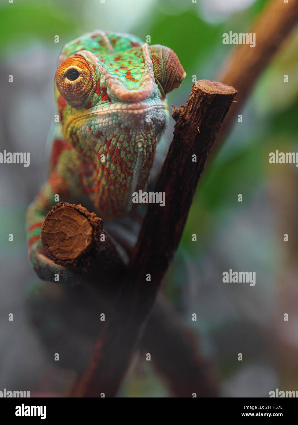 Asian chameleon hi-res stock photography and images - Alamy