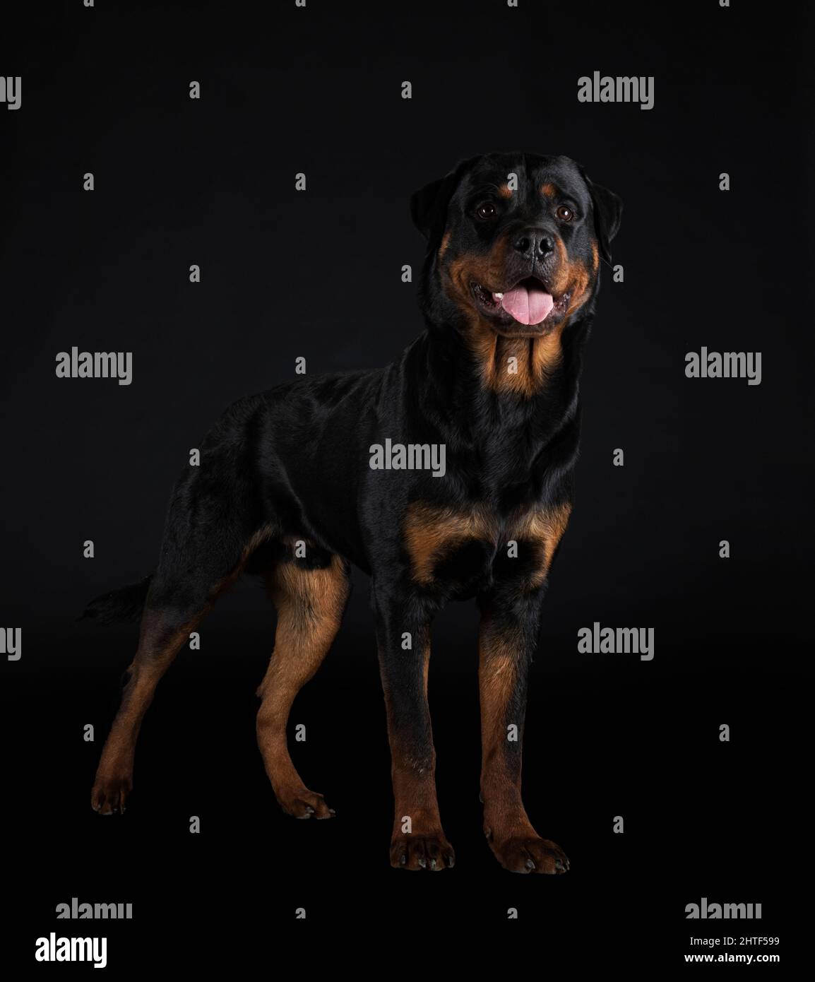 purebred rottweiler in front of black background Stock Photo - Alamy