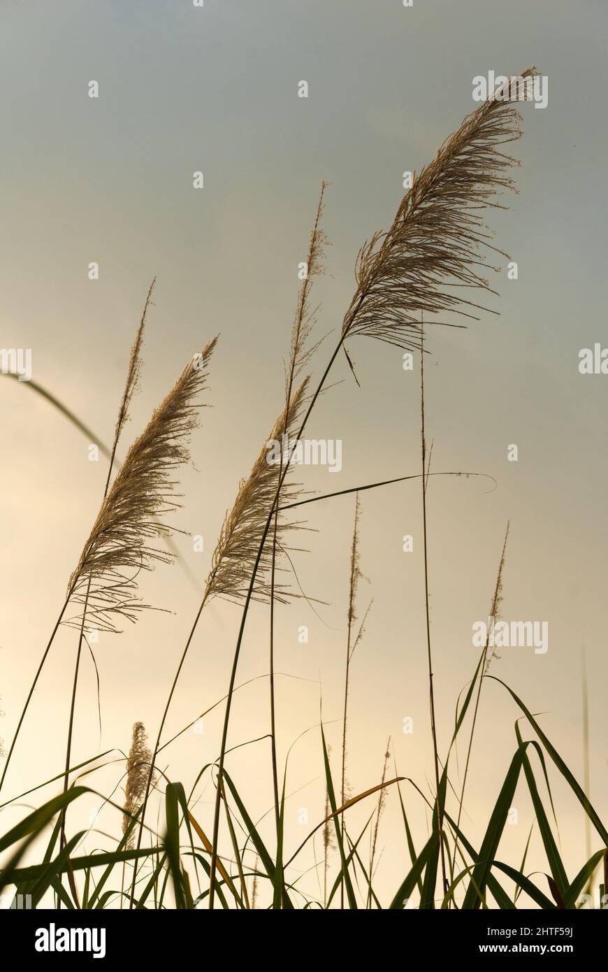 Sugarcane harvest guatemala hi-res stock photography and images - Alamy