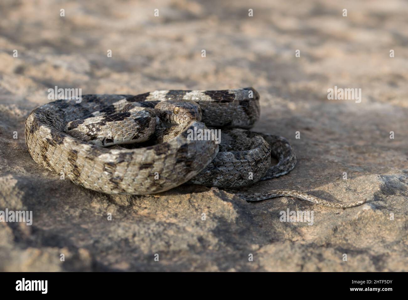 A European Cat Snake, or Soosan Snake, Telescopus fallax, curled up and ...