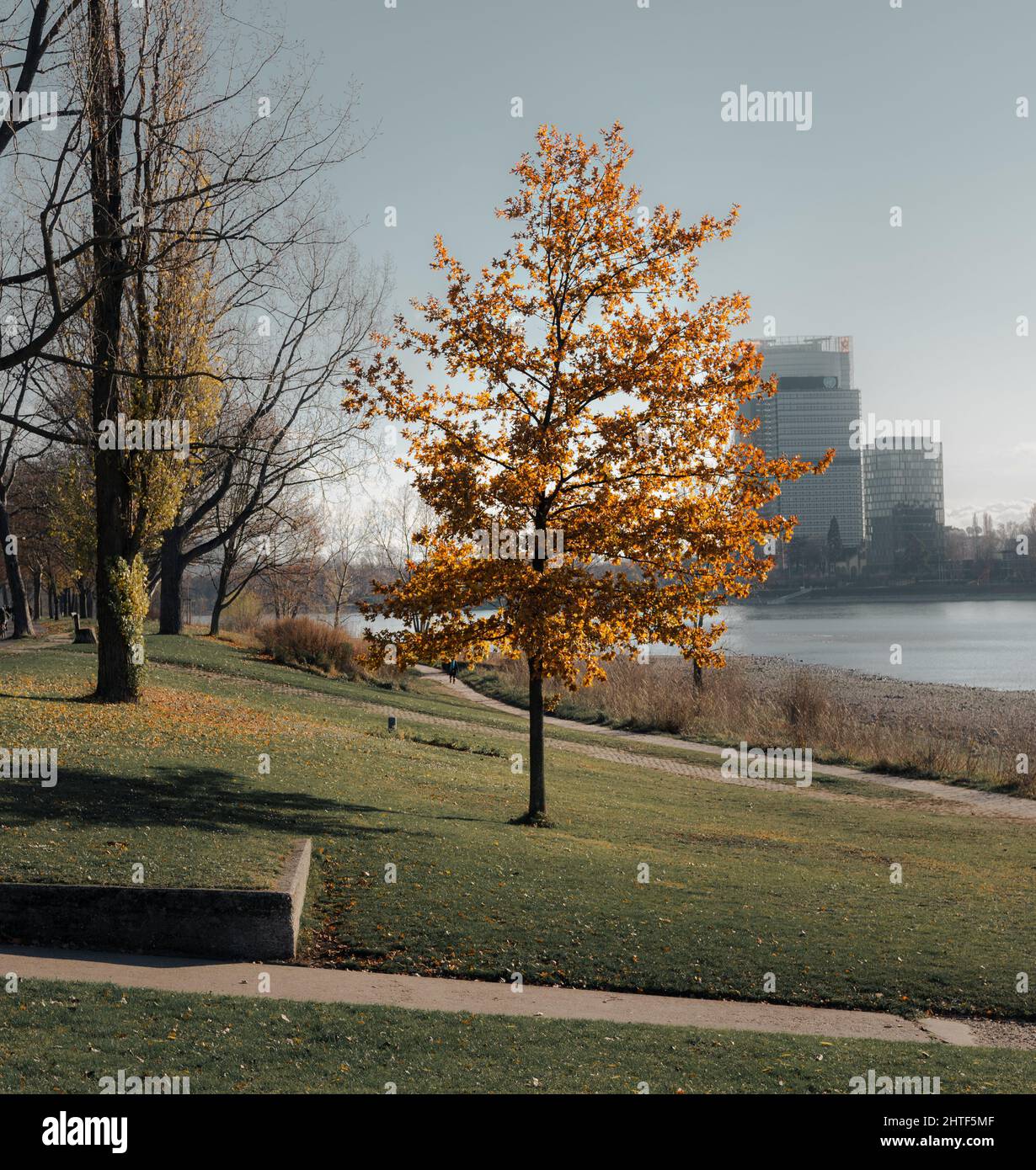 Golden wonder tree hi-res stock photography and images - Alamy