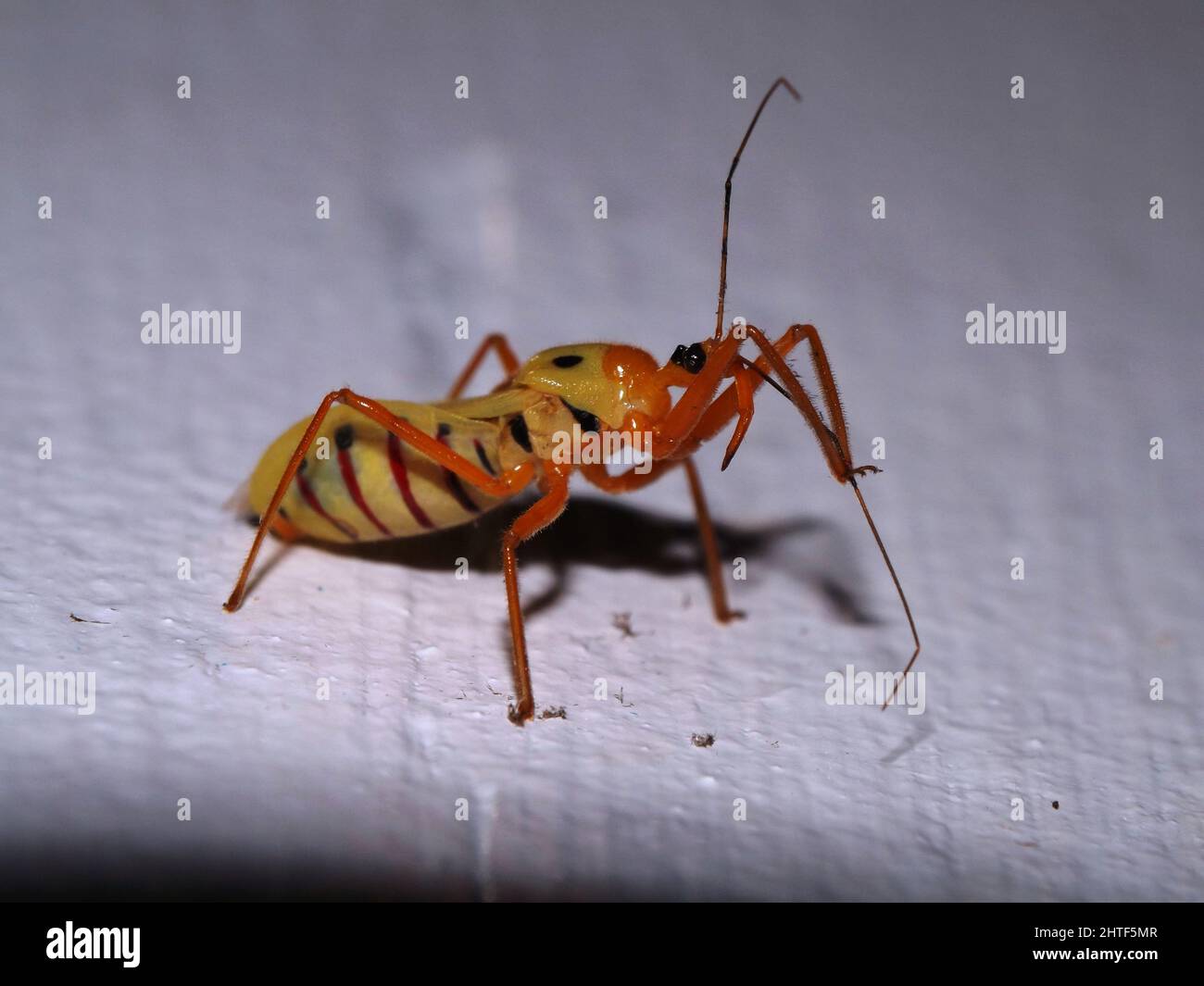 Assassin bug reduviidae close up hi-res stock photography and images ...