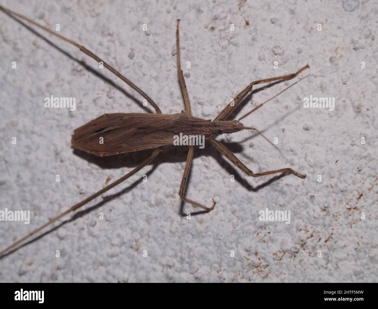 Assassin Bug (family Reduviidae) top view of a very pale assassin bug ...