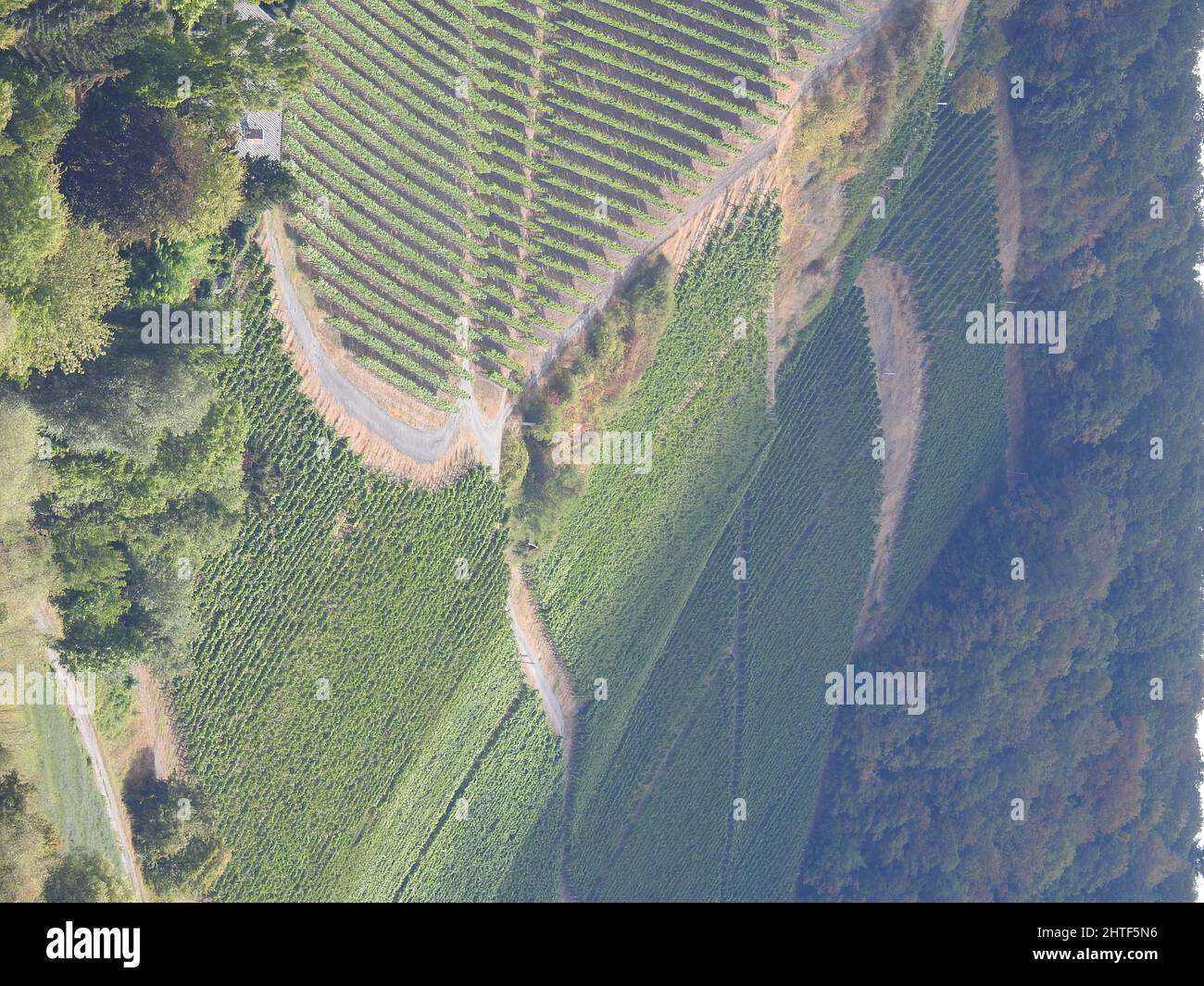 Aerial view of the green rows of plantations Stock Photo - Alamy