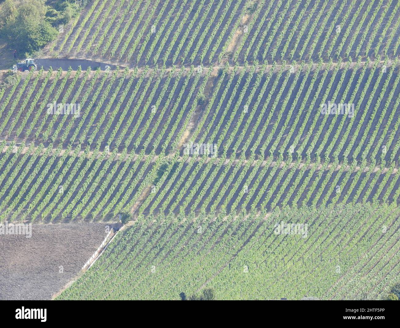 Aerial view of the green rows of plantations Stock Photo - Alamy