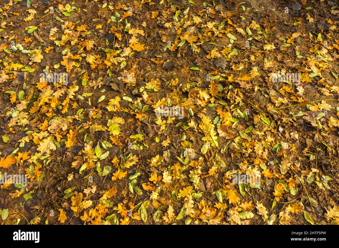 Debinski hi-res stock photography and images - Alamy