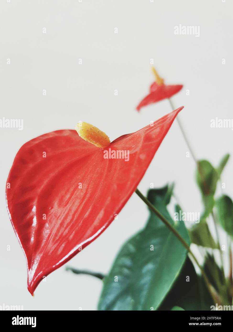 Vertical closeup of the Anthurium. Beautiful red flowers with yellow ...