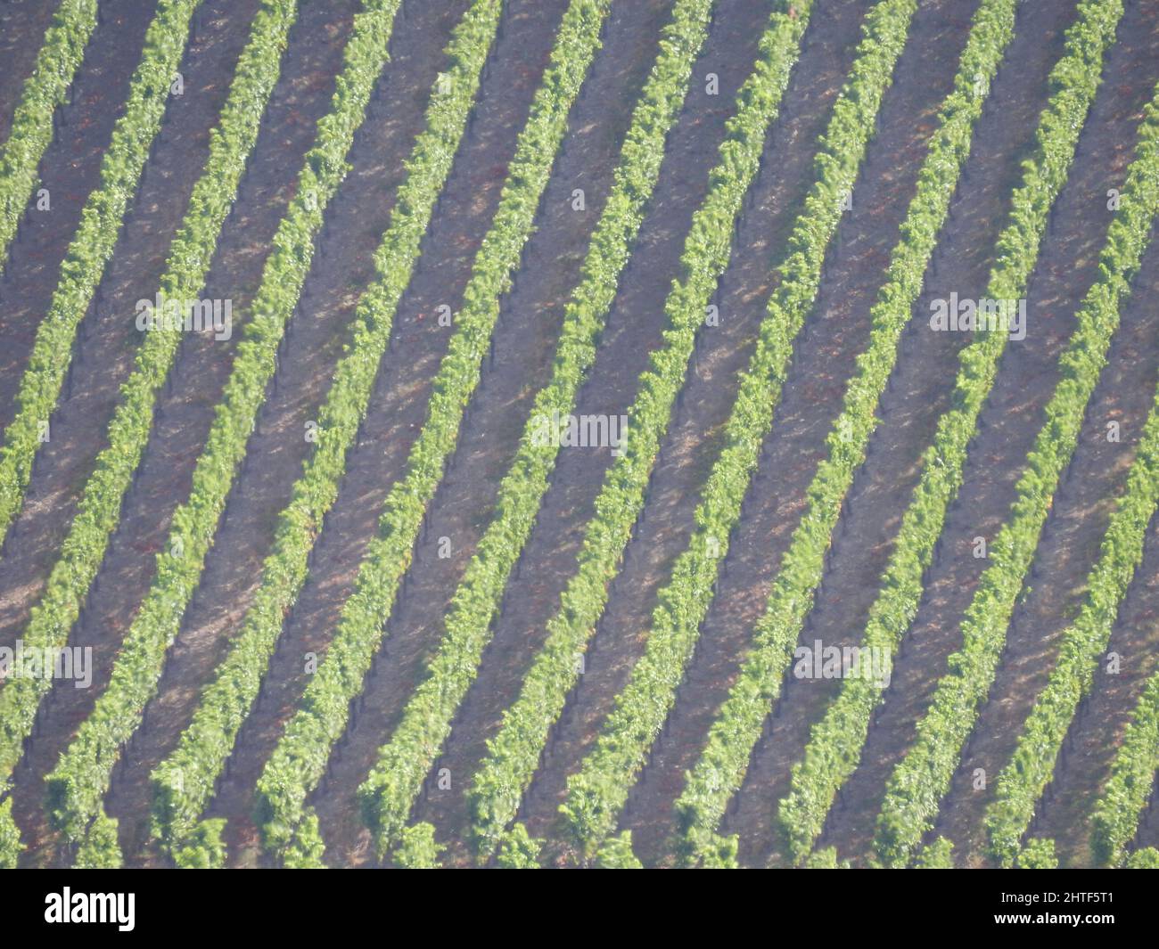 Aerial view of the green rows of plantations Stock Photo - Alamy