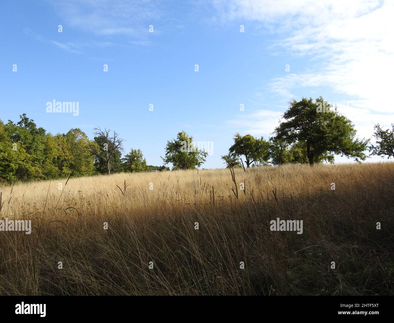 Dry field with green trees Stock Photo - Alamy