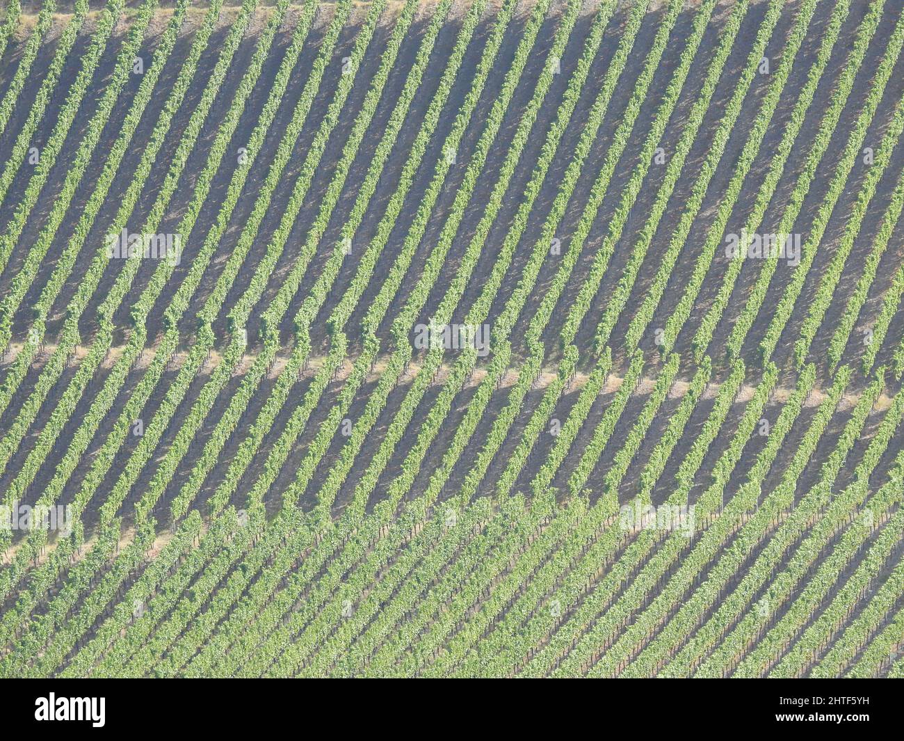 An aerial view of the green rows of plantations Stock Photo - Alamy