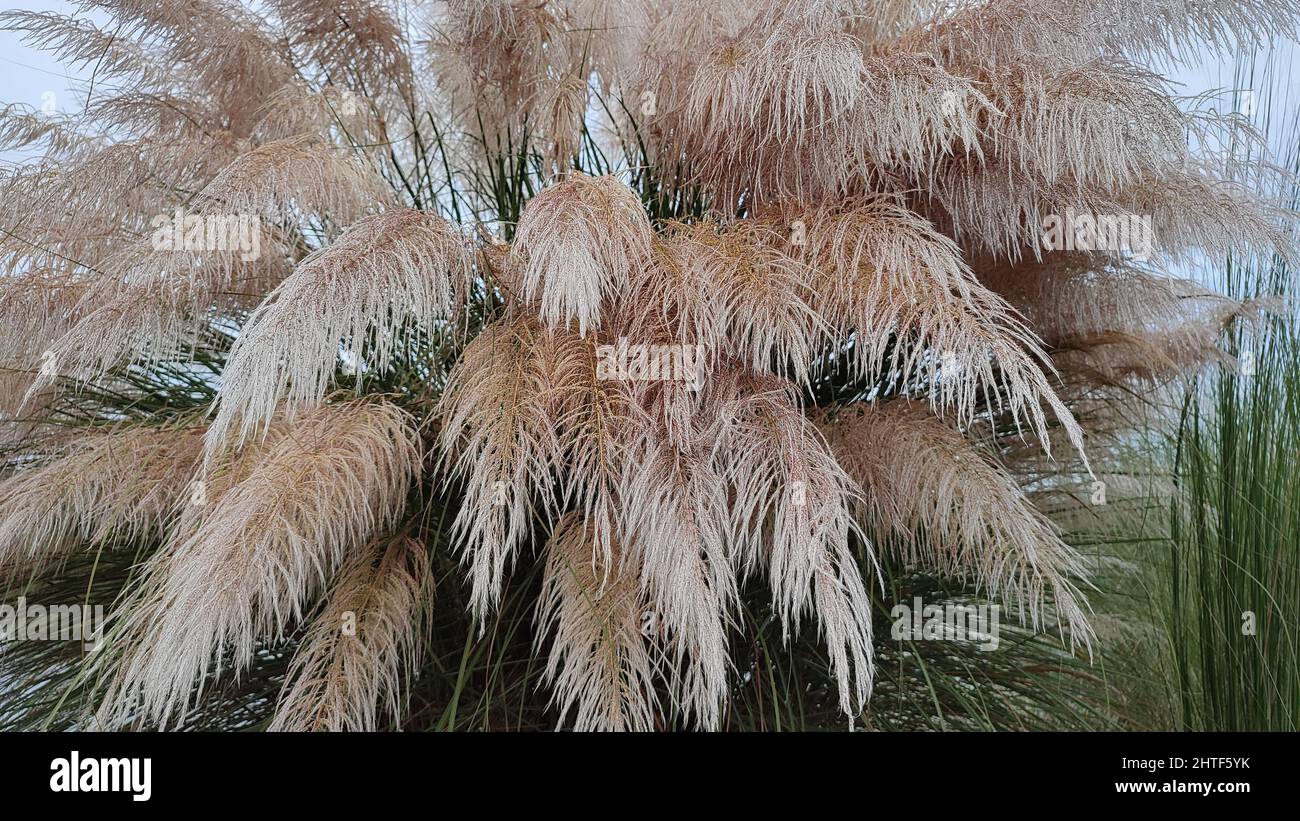 Big pampas grass bush Stock Photo - Alamy