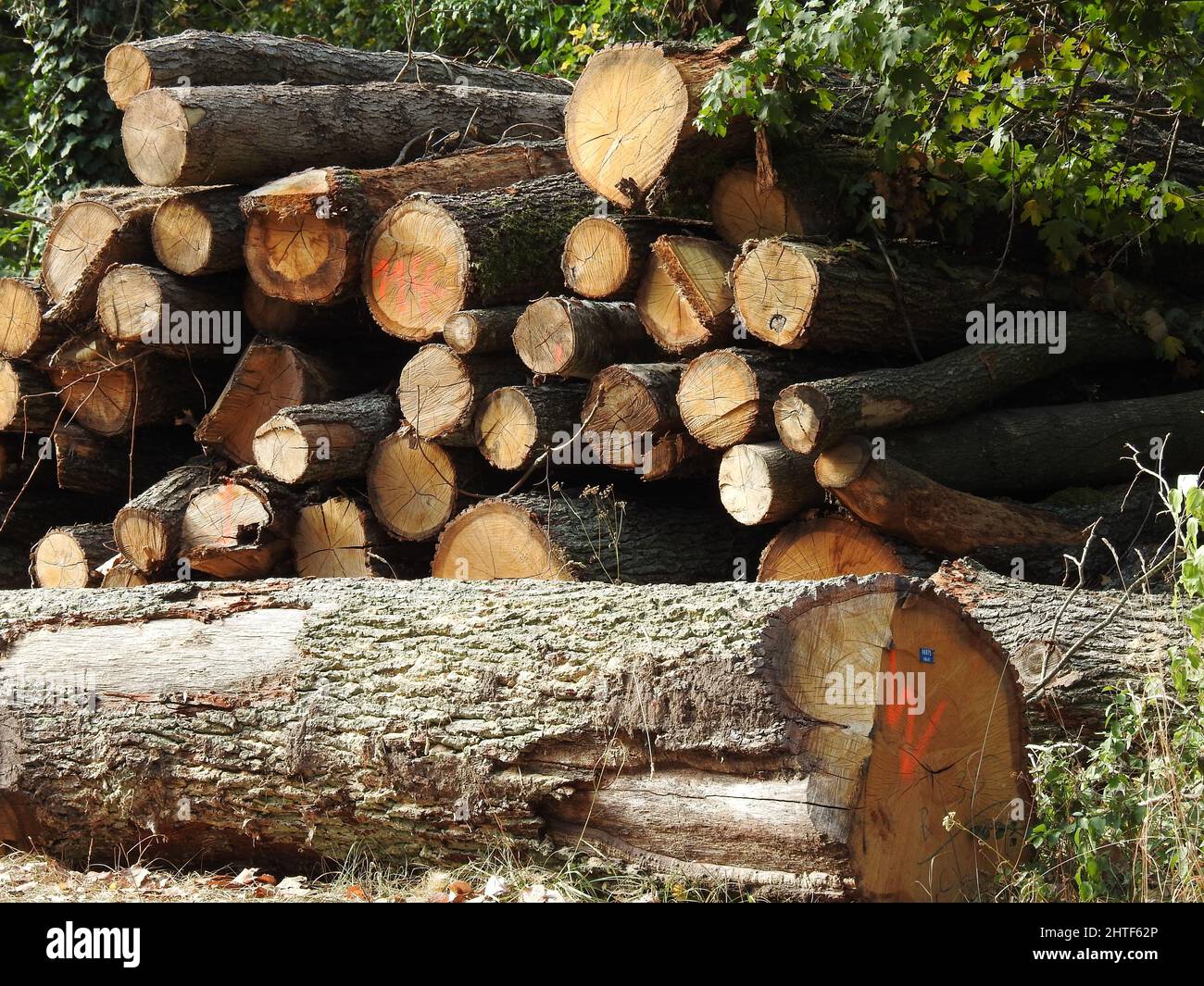 Pile of log trunks in the forest Stock Photo - Alamy