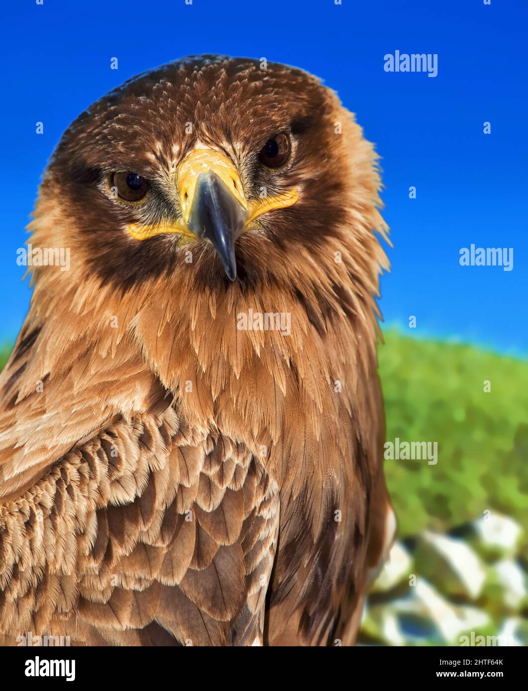 Portrait of a Raptor or Bird of Prey Stock Photo - Alamy