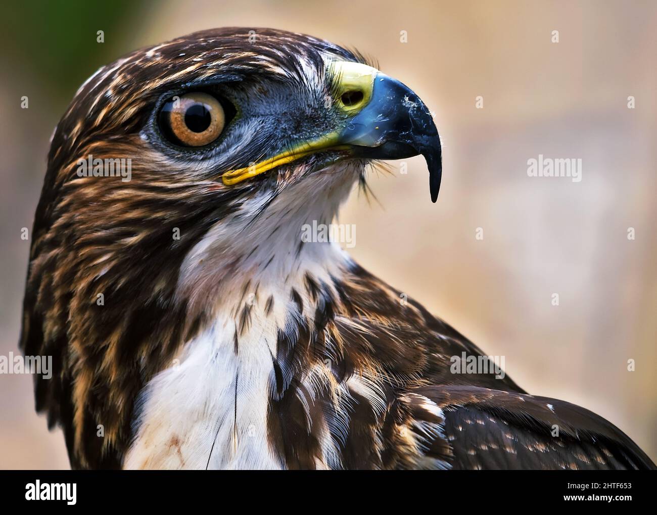 Portrait of a Raptor or Bird of Prey Stock Photo - Alamy