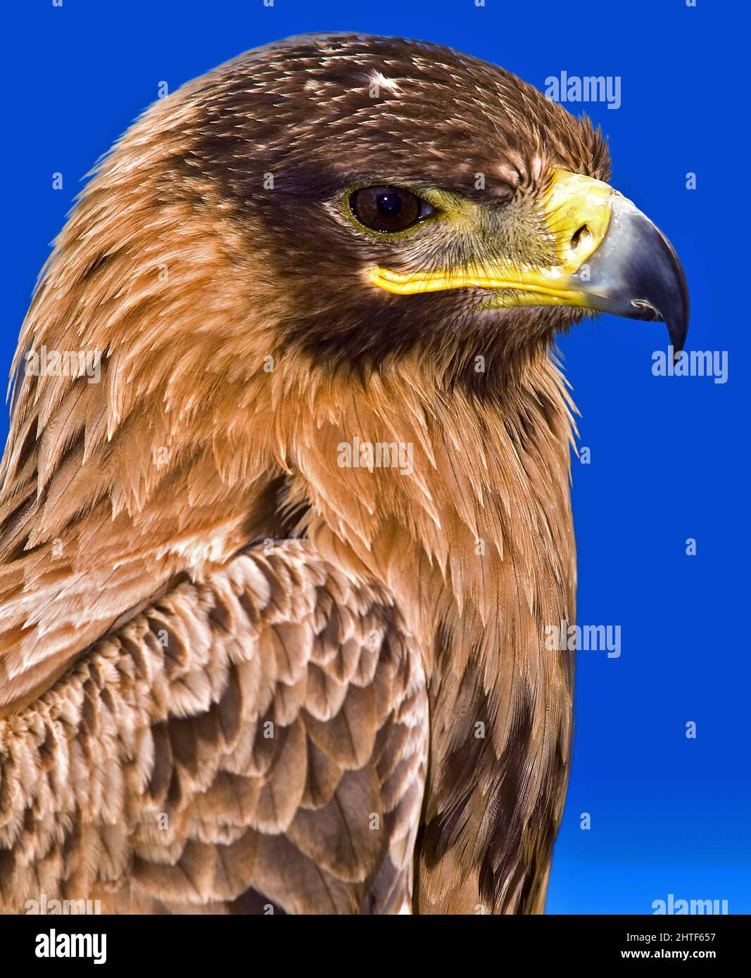 Portrait of a Raptor or Bird of Prey Stock Photo - Alamy