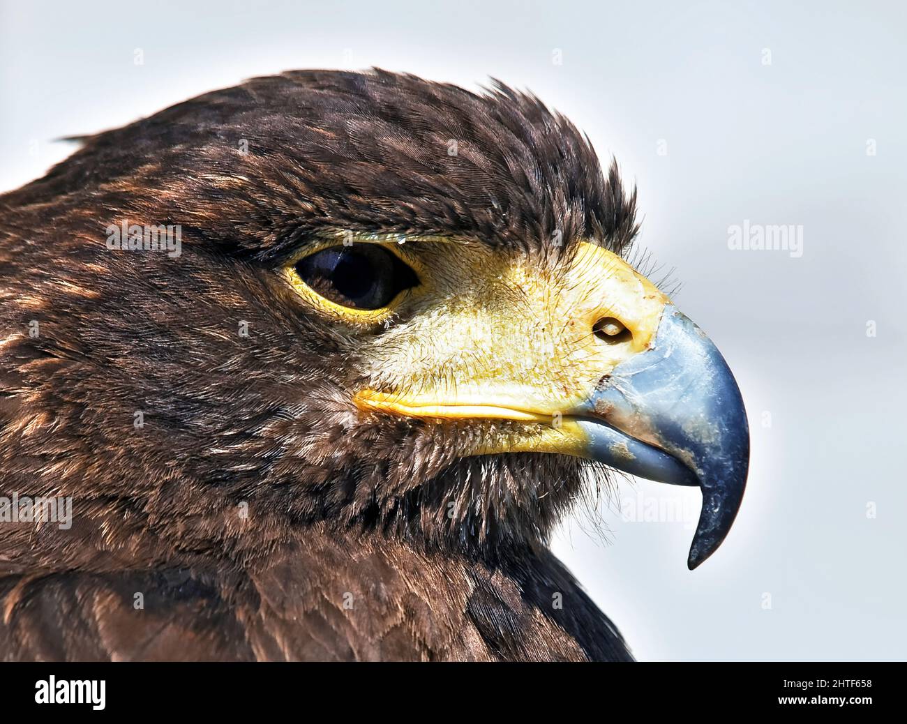 Portrait of a Raptor or Bird of Prey Stock Photo - Alamy