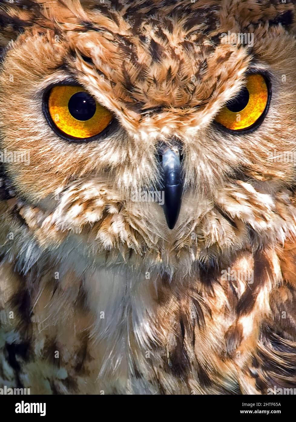 A Horned Eagle Owl Bird of Prey Stock Photo - Alamy