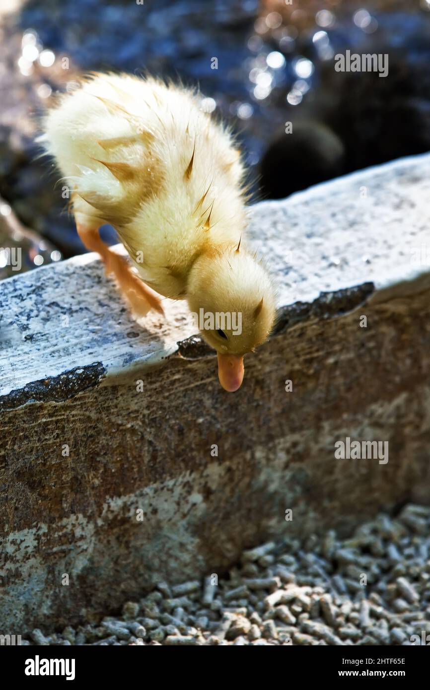 High step hi-res stock photography and images - Alamy