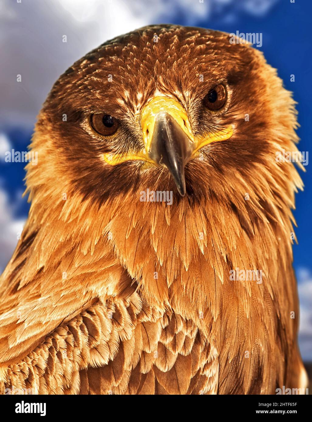 Portrait of a Raptor or Bird of Prey Stock Photo - Alamy