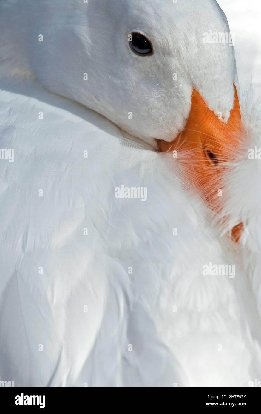 Portrait of a White Goose Bird Stock Photo - Alamy