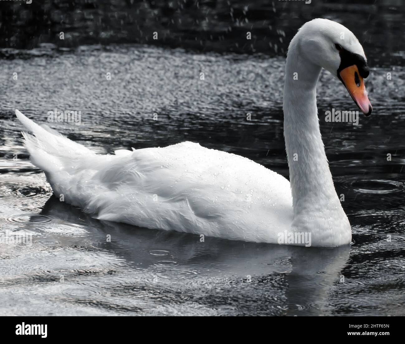 Sad swan hi-res stock photography and images - Alamy