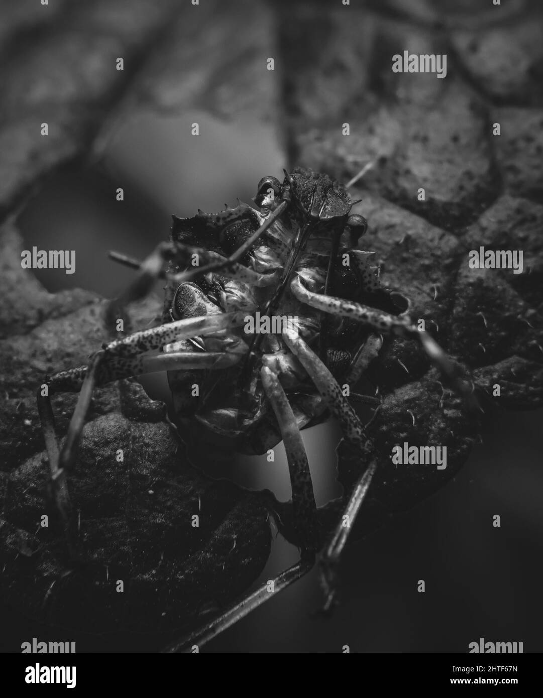 Vertical closeup of a spider shot in grayscale Stock Photo - Alamy
