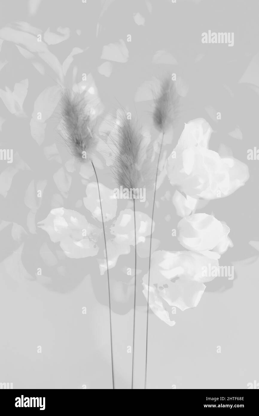 Background summer tropical plants Black and White Stock Photos & Images ...